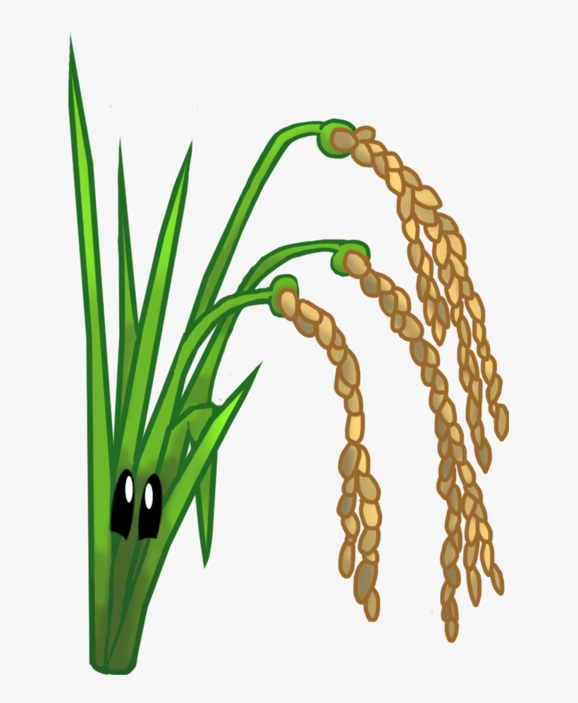 Rice - Rice Plant Png - Free Transparent PNG Download - PNGkey