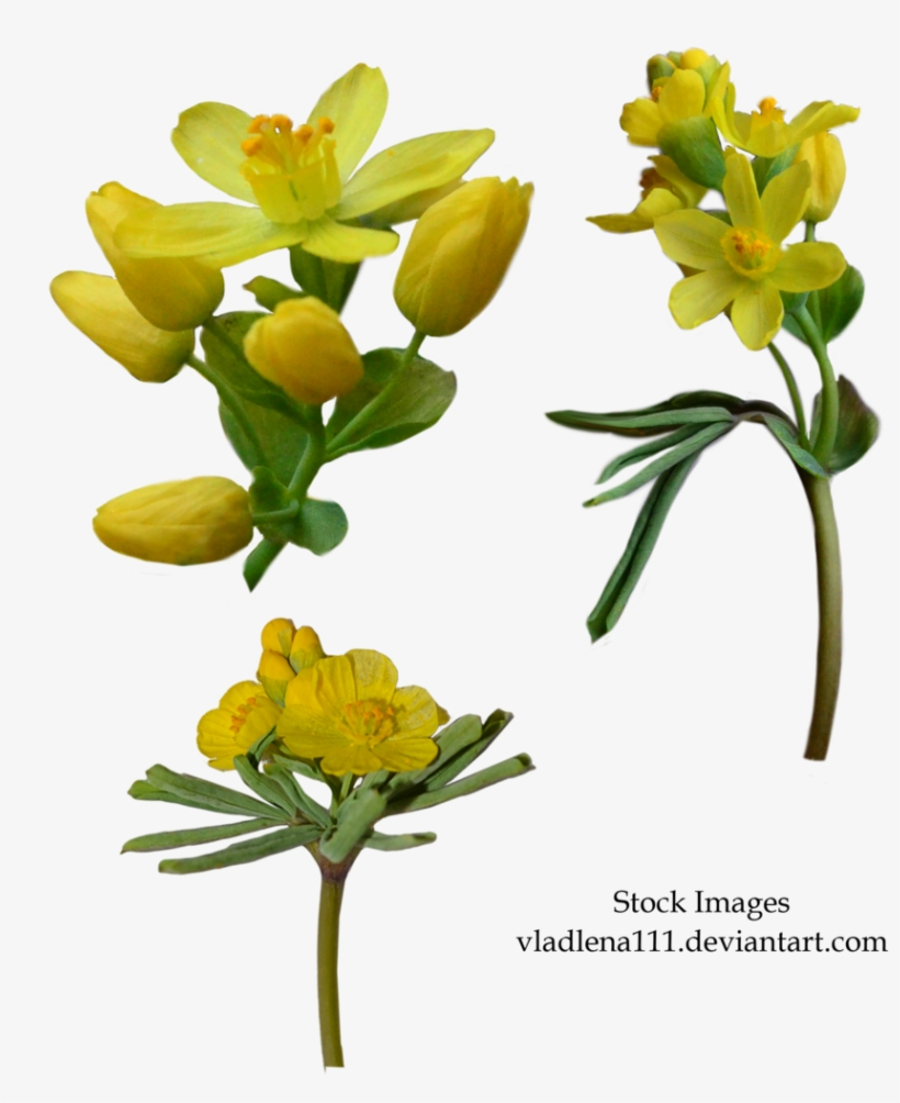 Spring Flowers Png 3 By Vladlena111 - Clip Art - Free Transparent PNG ...