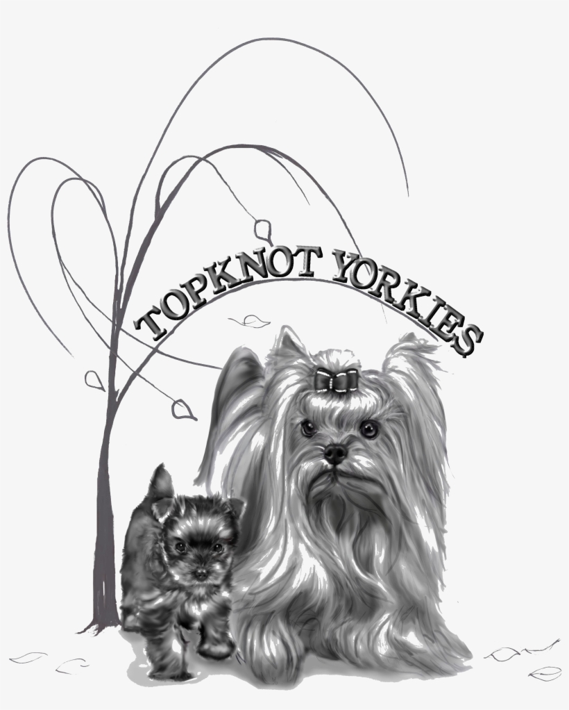 Topknot Yorkshire Terriers Logo - Yorkie Top Knot - Free Transparent ...