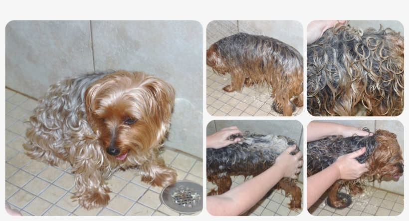Yorkie Splash Wash - Yorkshire Terrier - Free Transparent PNG Download ...