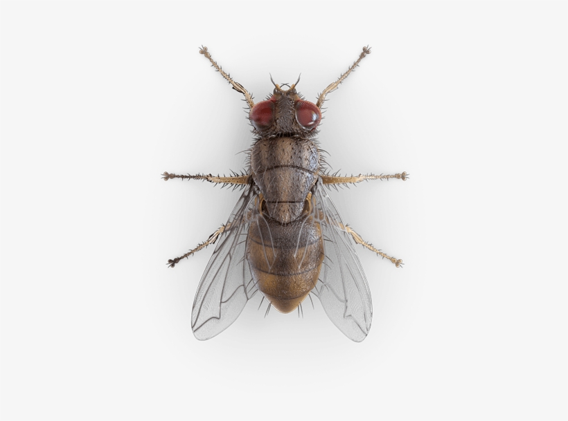 House Fly Top View Housefly Fly Insect Free Photo On Pixabay