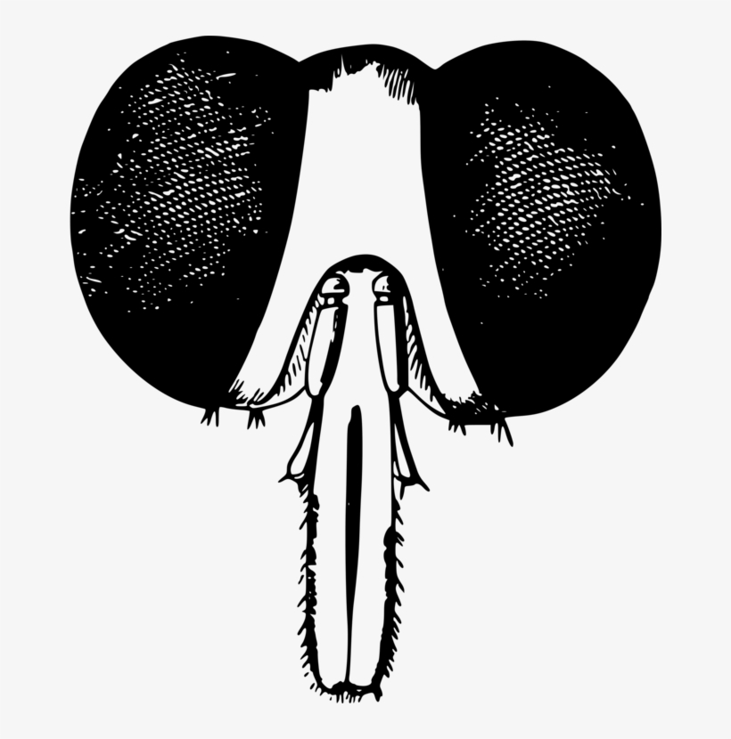 Fly Computer Icons Insect Drawing - Fly Head Clipart - Free Transparent ...