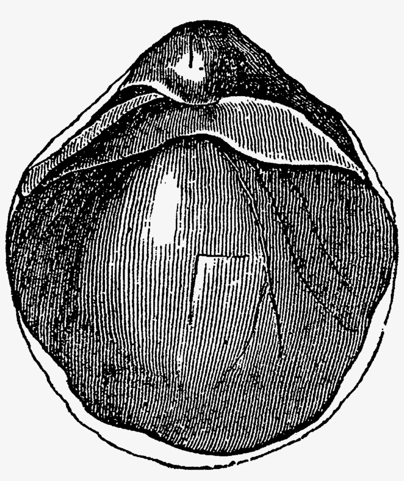 Digital Sea Shell Downloads - Circle - Free Transparent PNG Download ...