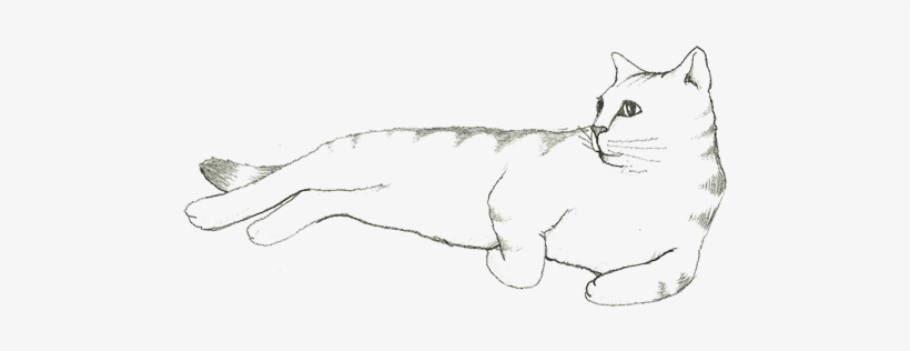 Cat Pencil Drawing - Drawing - Free Transparent PNG Download - PNGkey