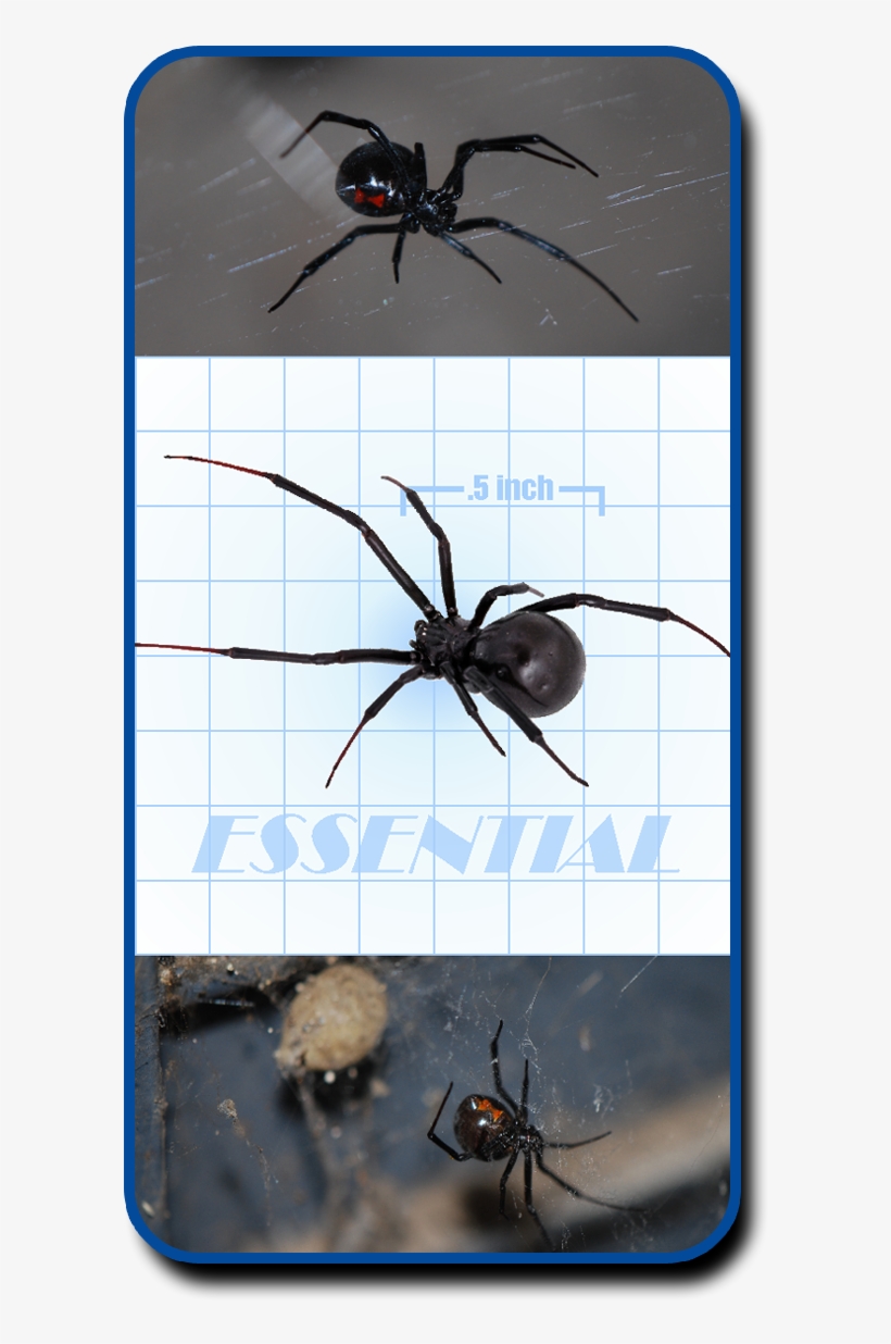 Unfortunately For Homeowners, Black Widows Are One - Brown Widow - Free ...