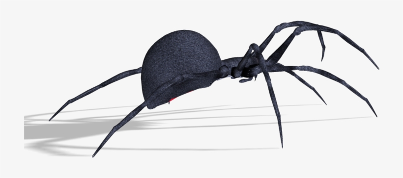 Spiders - Portable Network Graphics - Free Transparent PNG Download ...