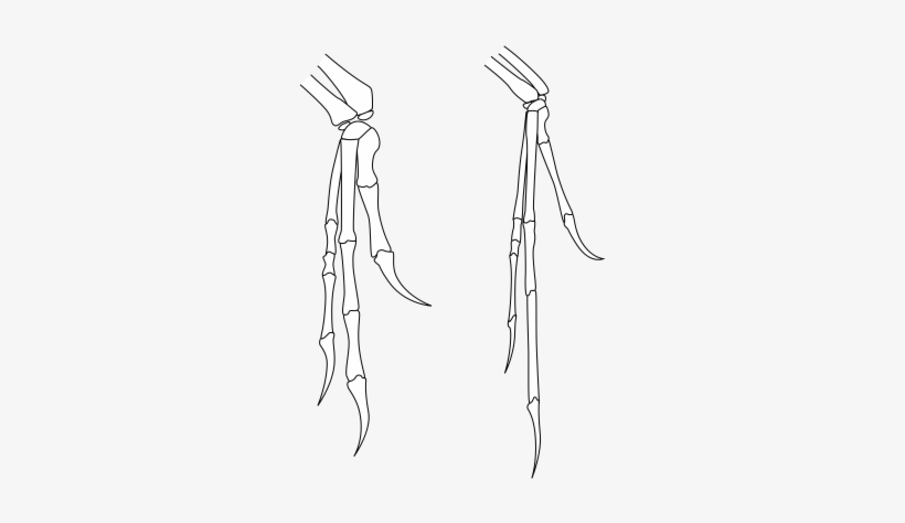 Hands - Sketch - Free Transparent PNG Download - PNGkey