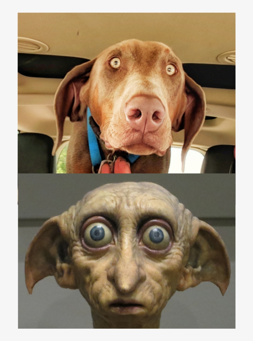 Dobiedobbyhmmmm - Meme - Free Transparent PNG Download - PNGkey