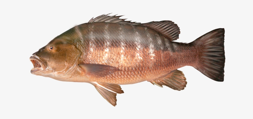 Current All Tackle Record - African Red Snapper - Free Transparent PNG ...