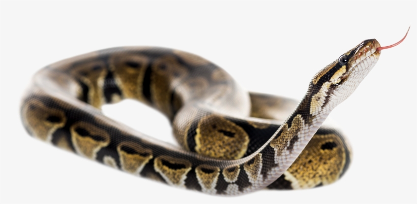 Ball Python Bedlington Terrier - Free Ball Python Transparent ...