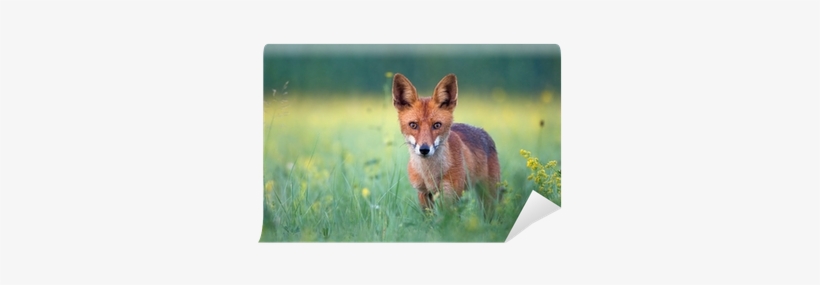 Swift Fox - Free Transparent PNG Download - PNGkey