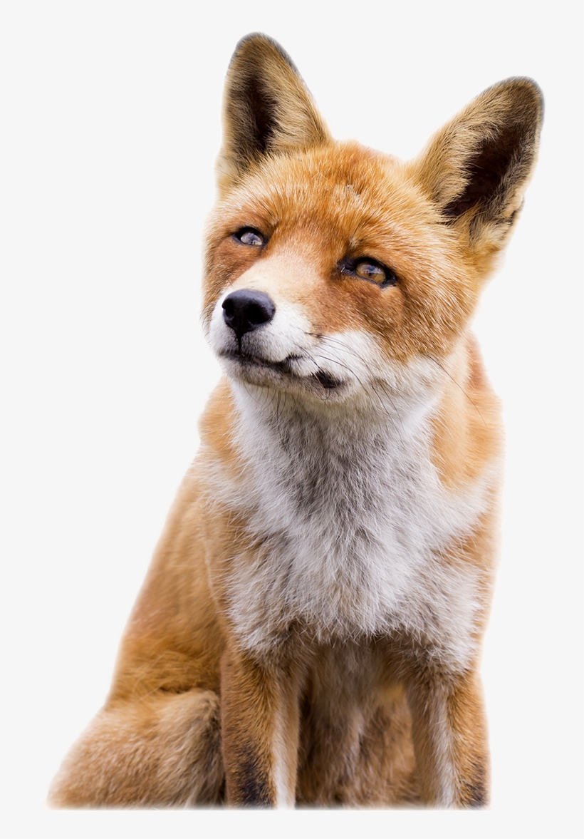 1080 Accreditation - Swift Fox - Free Transparent PNG Download - PNGkey