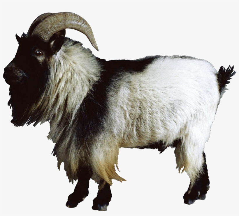 Boer Goat Nigerian Dwarf Goat Sheep Cattle - Goat Animal Hd Png - Free ...