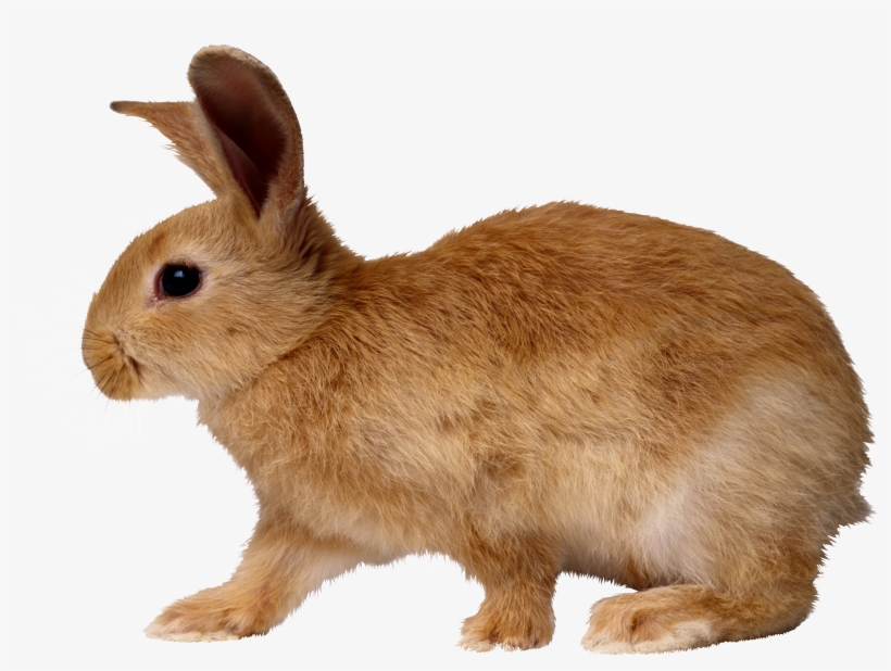Rabbit Png Image - Rabbit Png - Free Transparent PNG Download - PNGkey