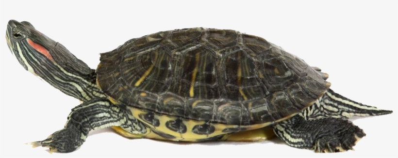 Box Turtle Png Transparent Image - Box Turtle Png - Free Transparent ...