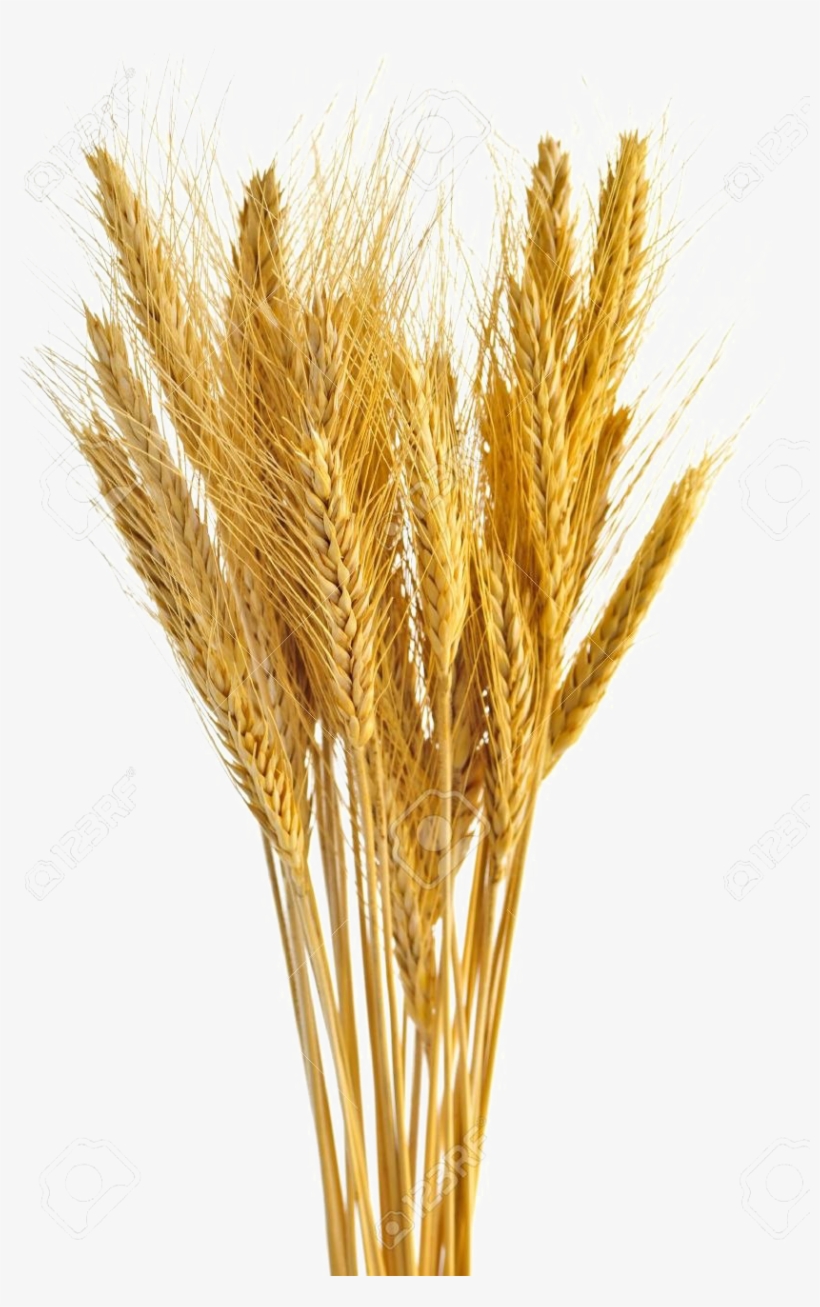 Wheat Bundle Png