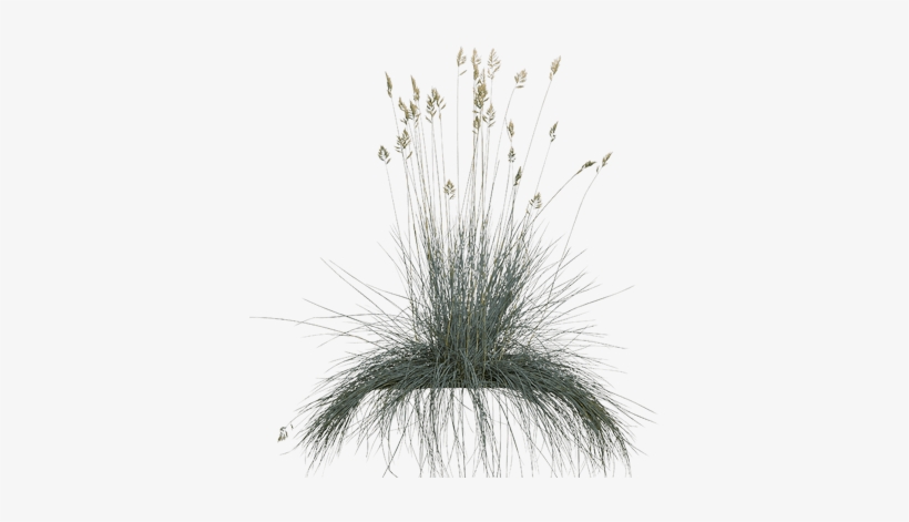 The Festuca Is Also Called Sheep Grass - Intense Blue Festuca Png ...