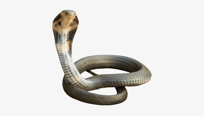 Cobra Png - Free Transparent PNG Download - PNGkey