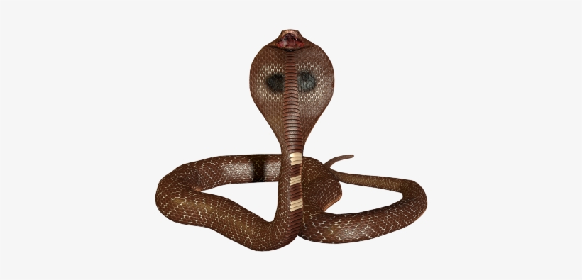 3d Snake 1 4 By Jaldabaoth-d4ogfi2 - 3d Snake - Free Transparent PNG ...