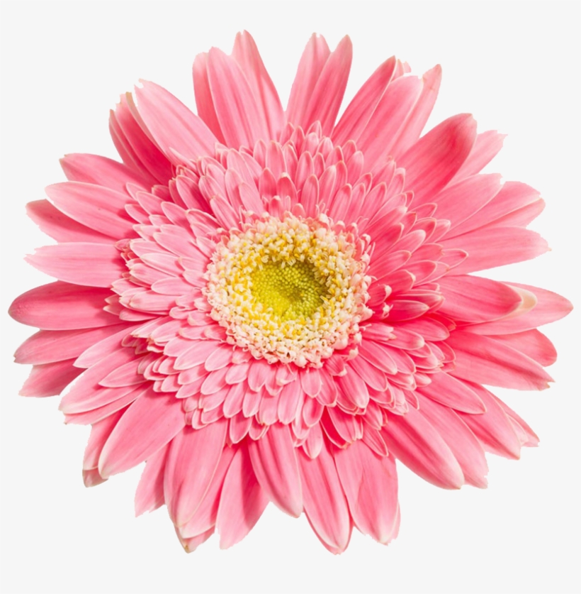 Pink Daisy Like Flower Png - Free Transparent PNG Download - PNGkey
