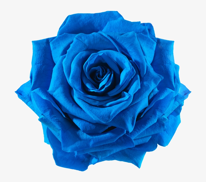 Rose Cut Flowers Transprent - Blue Flower Cut Out - Free Transparent ...