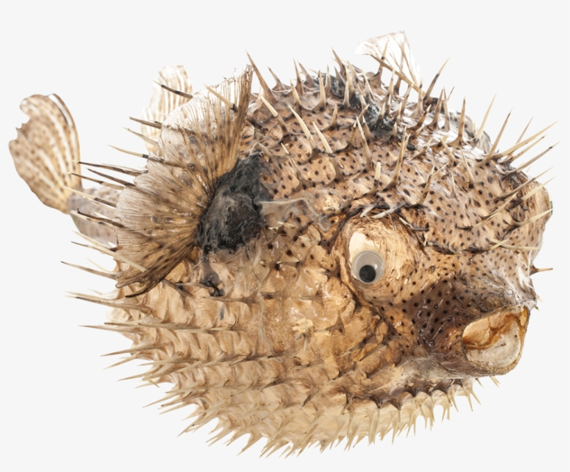 Porcupine Blowfish 19-21" - Free Transparent PNG Download - PNGkey