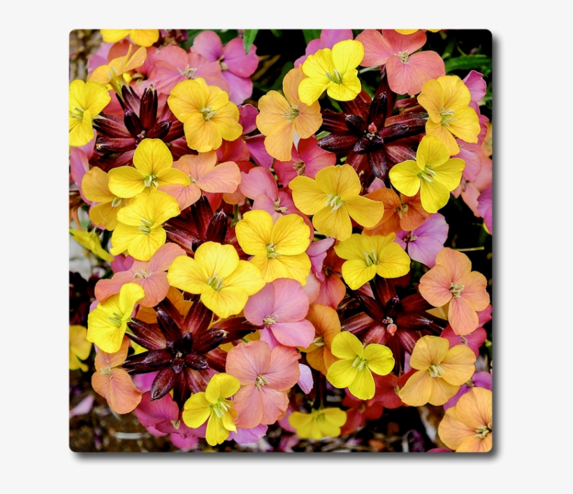 Erysimum Tropical Sunset - Free Transparent PNG Download - PNGkey