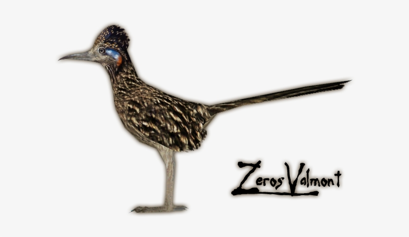 4dd5 - Real Road Runner Png - Free Transparent PNG Download - PNGkey