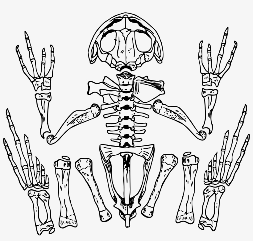 Frog Skeleton Clipart