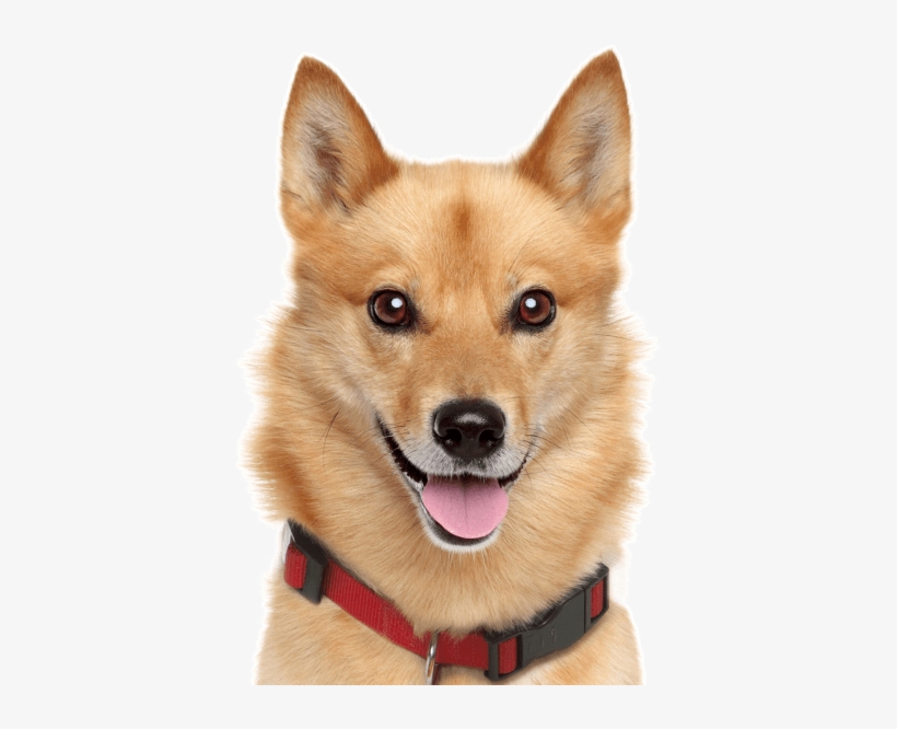 Finnish Spitz - Spitz Breed - Free Transparent PNG Download - PNGkey