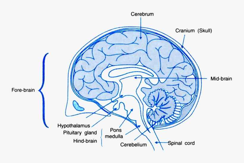 Human Brain - - Human Brain With Name - Free Transparent PNG Download ...