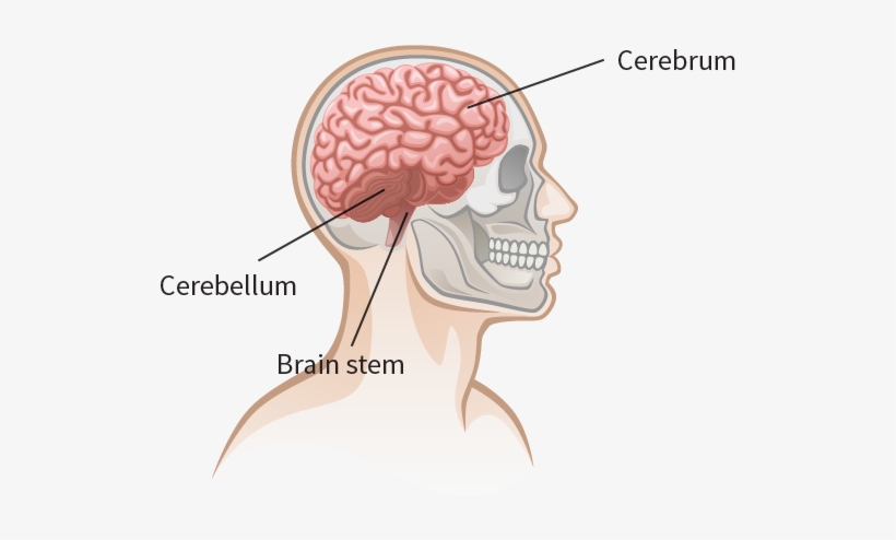 Cerebellum, Brain Stem, Cerebrum - Brain - Free Transparent PNG ...