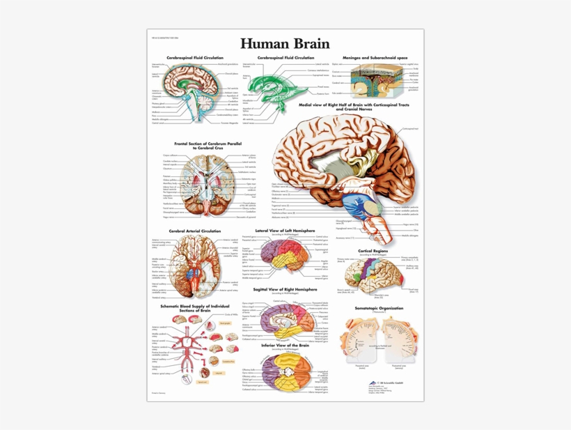 Anatomical Chart - Human Brain - 3b Scientific Vr1615s Sticky Human ...