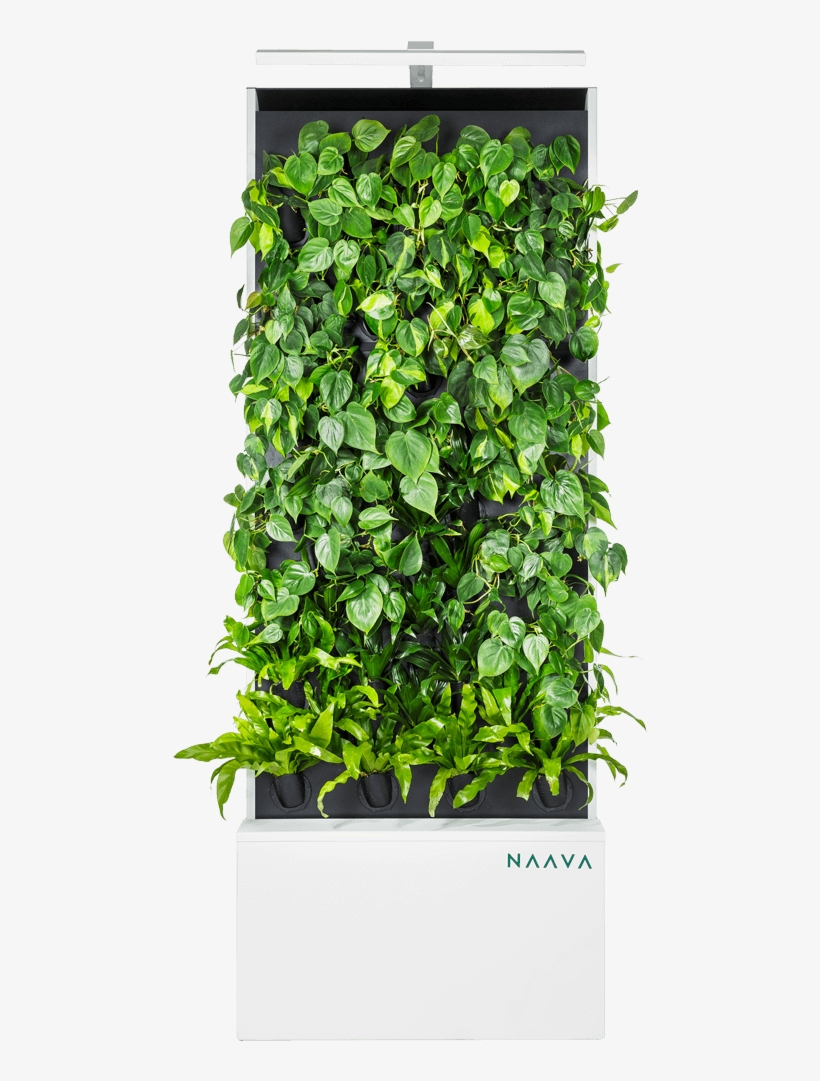 Naava Living Wall - Sikmple Philodendron Living Wall - Free Transparent ...