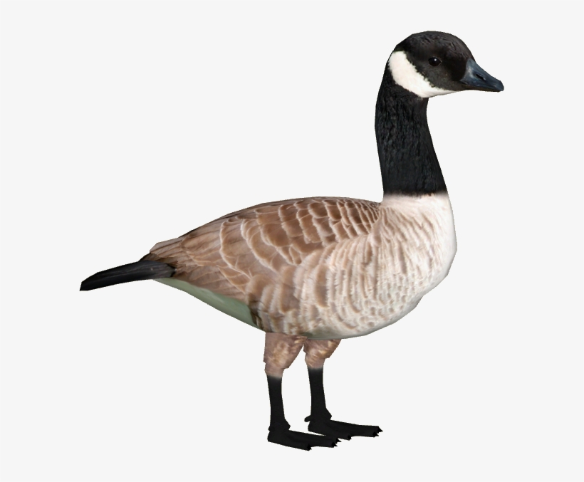 Canada Goose - Canada Goose Eggs Png - Free Transparent PNG Download ...