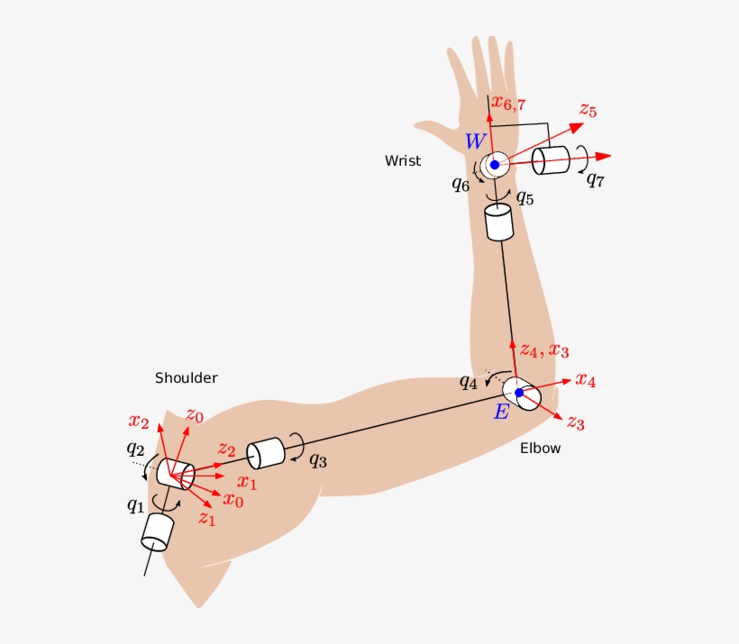 Kinematic Model Of The Human Arm - Kinematics - Free Transparent PNG ...