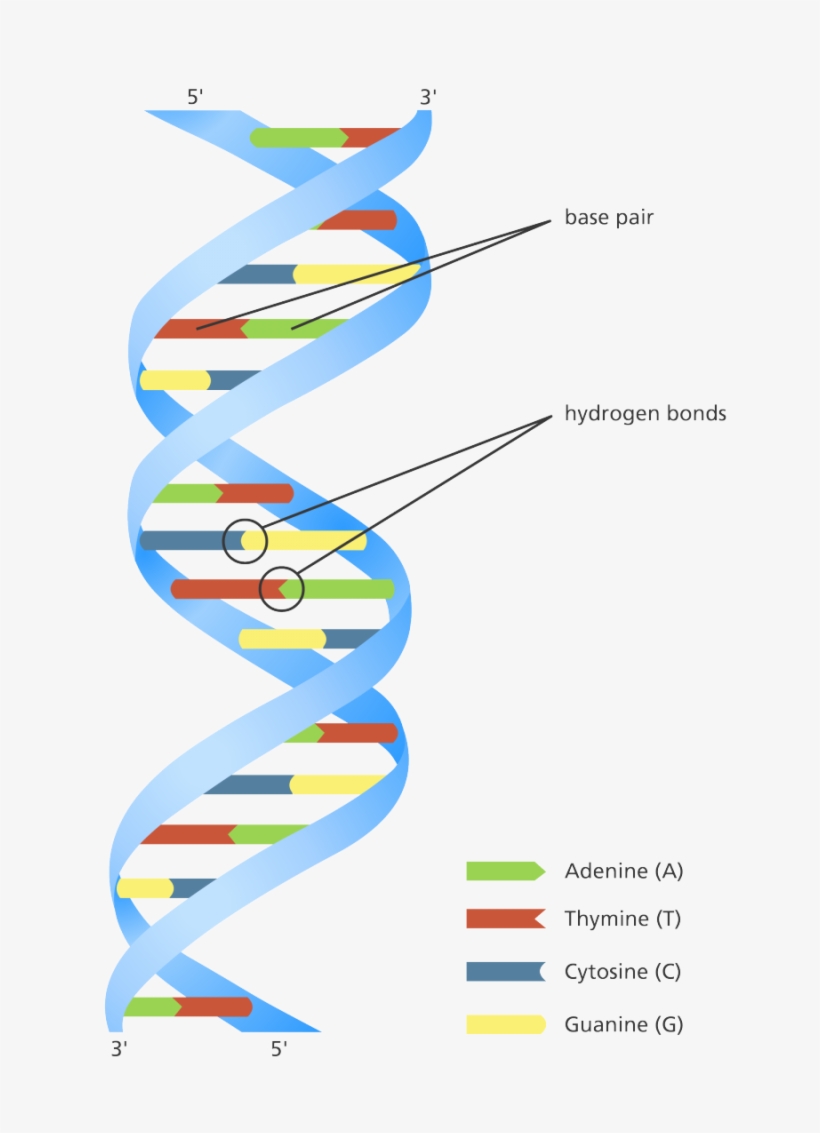 Illustration Showing The Double Helix Structure Of - Colour Dna Double ...