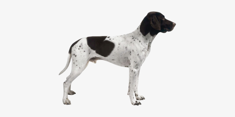 Pointer - French Pointer Black And White - Free Transparent PNG ...