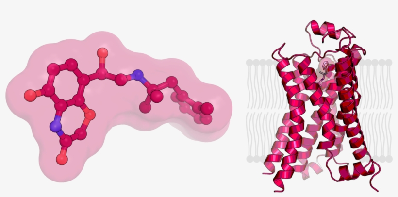 3 D Structures Of Bi - Beta-2 Adrenergic Receptor - Free Transparent ...
