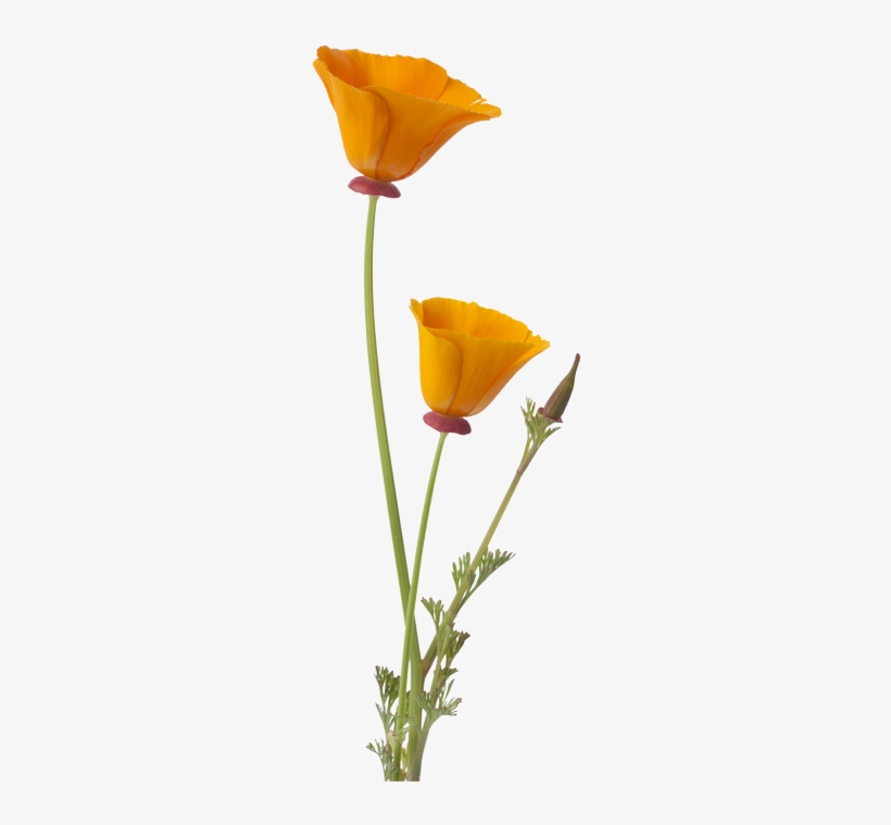 California Poppy Png - California Poppy Flower Png - Free Transparent ...