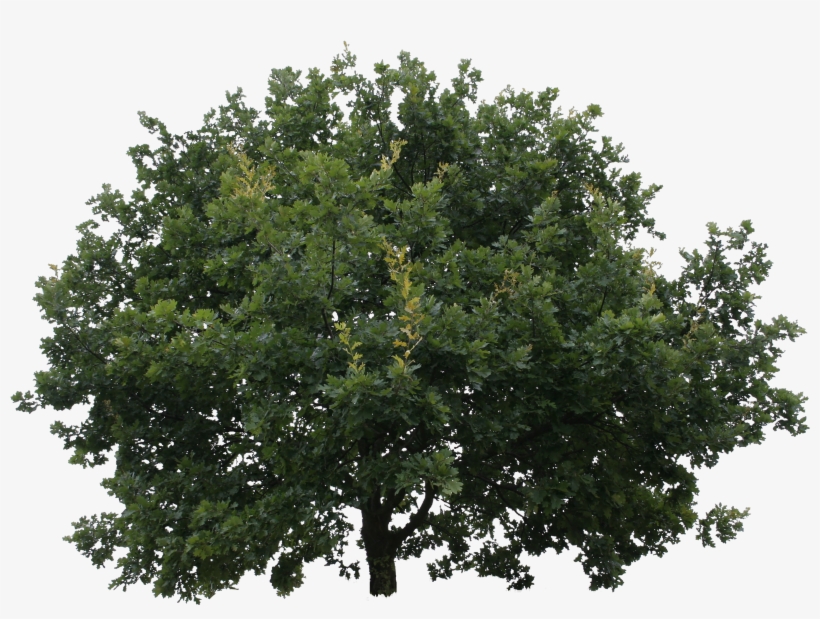 2d Trees - Free Transparent PNG Download - PNGkey