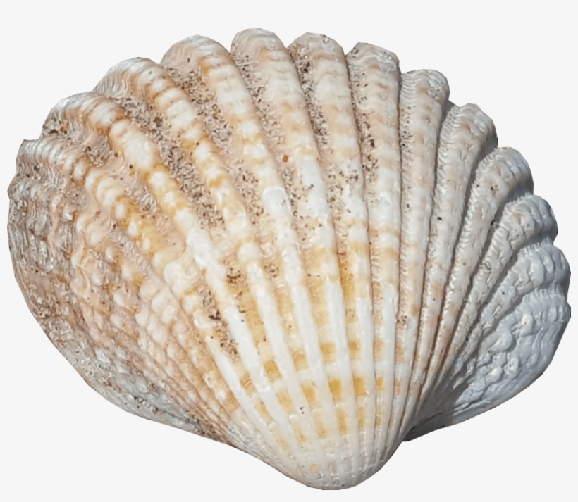 Sea Shell No Background - Free Transparent PNG Download - PNGkey