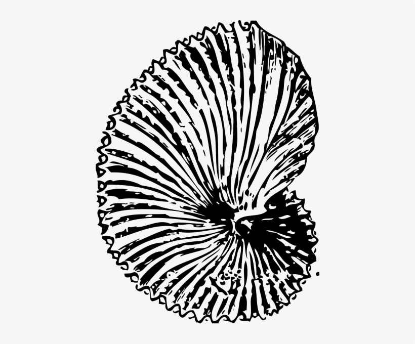 Argonaut Shell Png Images 442 X - Free Transparent PNG Download - PNGkey