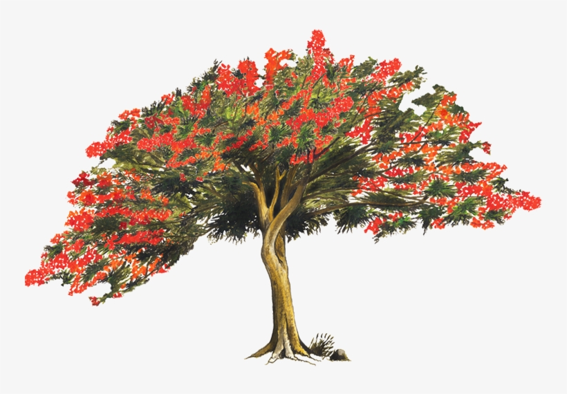 Royal Poinciana Tree Png - Free Transparent PNG Download - PNGkey