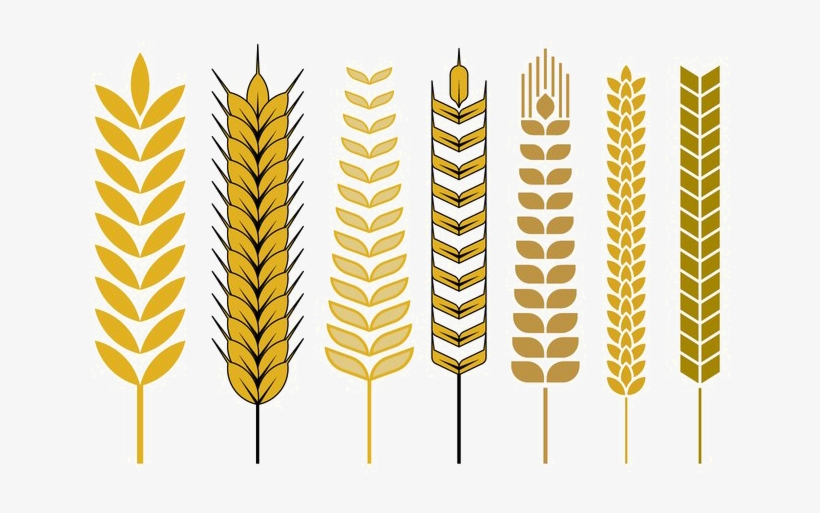 Wheat Vector Free Png - Stalk Of Wheat Drawing - Free Transparent PNG ...