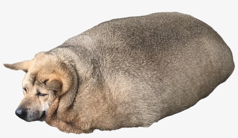 Cutout - Meme - Free Transparent PNG Download - PNGkey