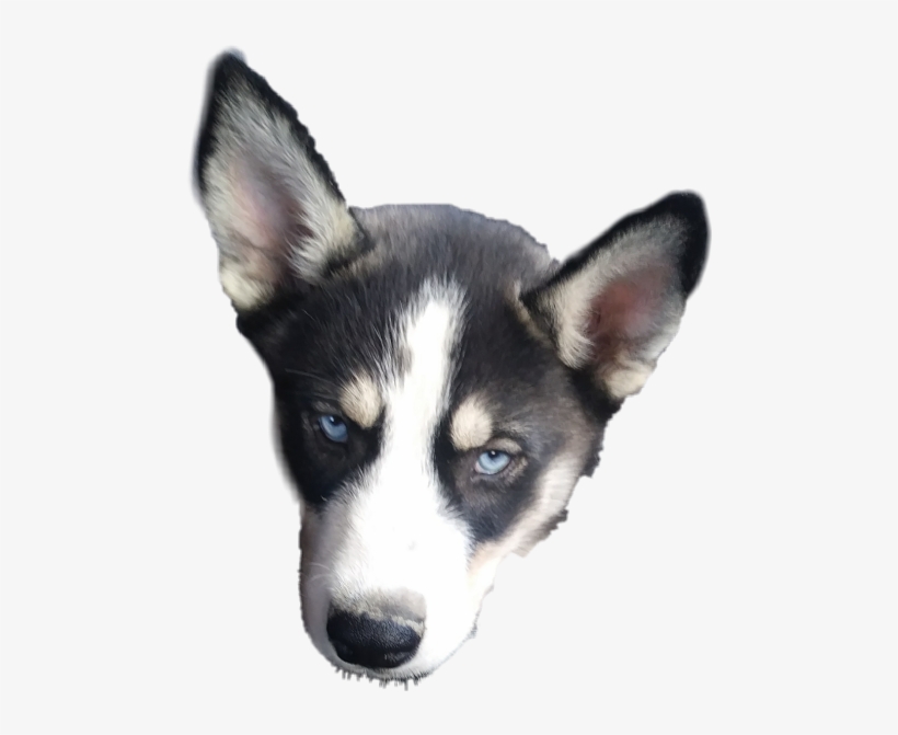 Siberian Husky - Free Transparent PNG Download - PNGkey
