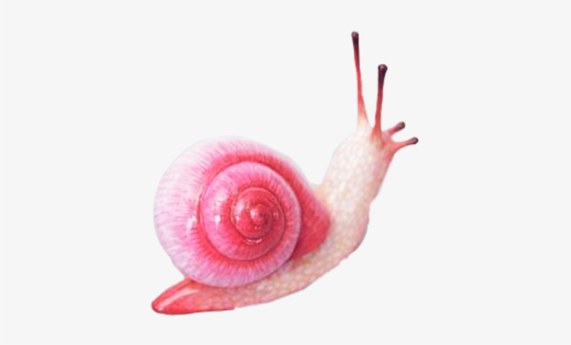 Pink Snail - Free Transparent PNG Download - PNGkey