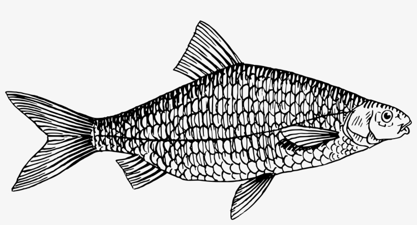 Roach Png - Free Transparent PNG Download - PNGkey