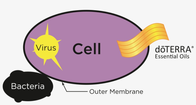 Doterra Essential Oils Penetrate Cell Membranes - Essential Oils ...